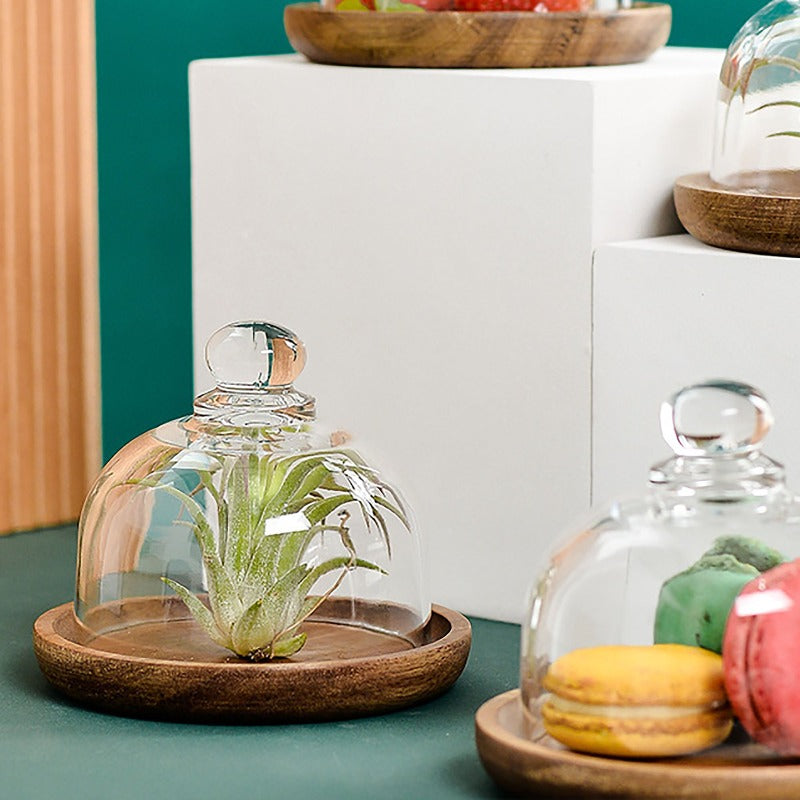 Mini Glass Dome with Base, Wooden Cake Plate with Dome for Plants ...